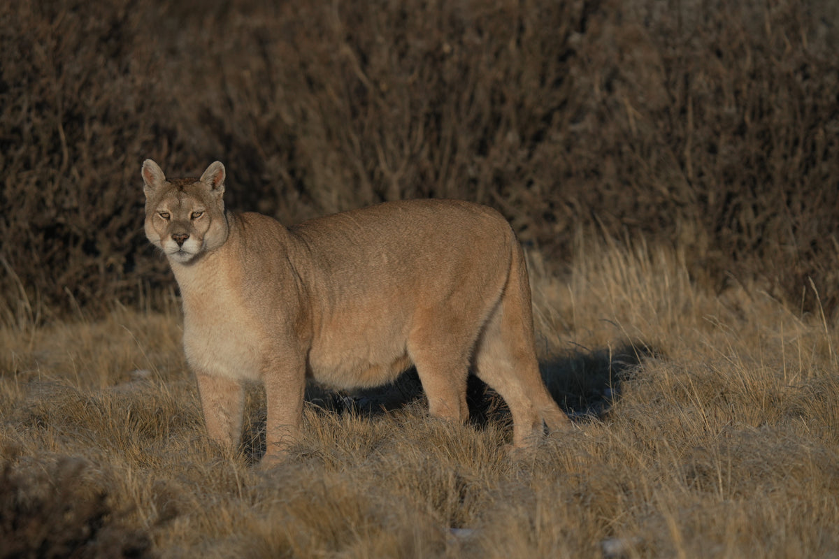 RAYA: UNA PUMA DE LA PATAGONIA – Wild Lama
