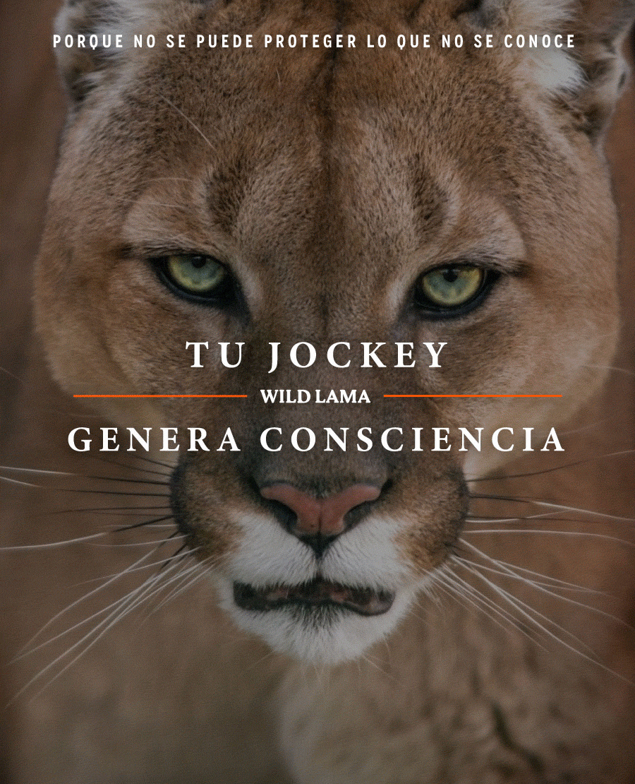 Wild Lama - Indumentaria salvaje, consciente y auténtica