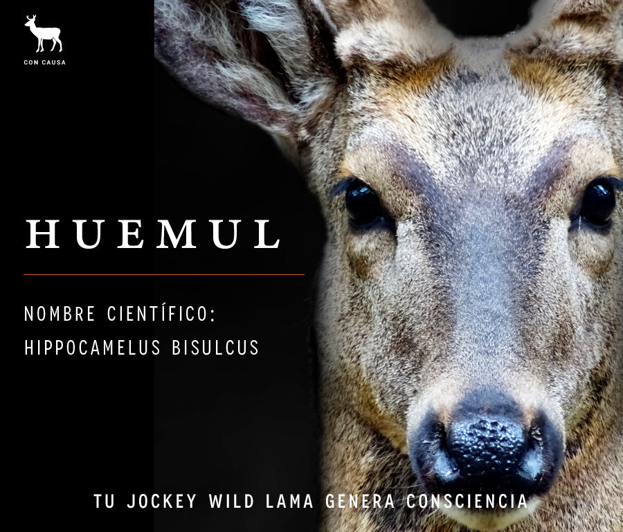 Jockey Huemul Con Causa Verde Militar | Wild Lama