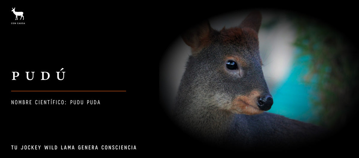 Jockey Pudú Orgánico Café | Wild Lama