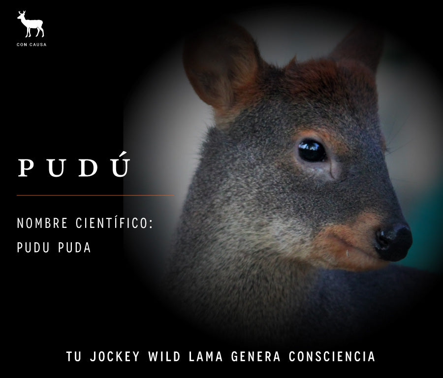 Jockey Pudú Orgánico Café | Wild Lama