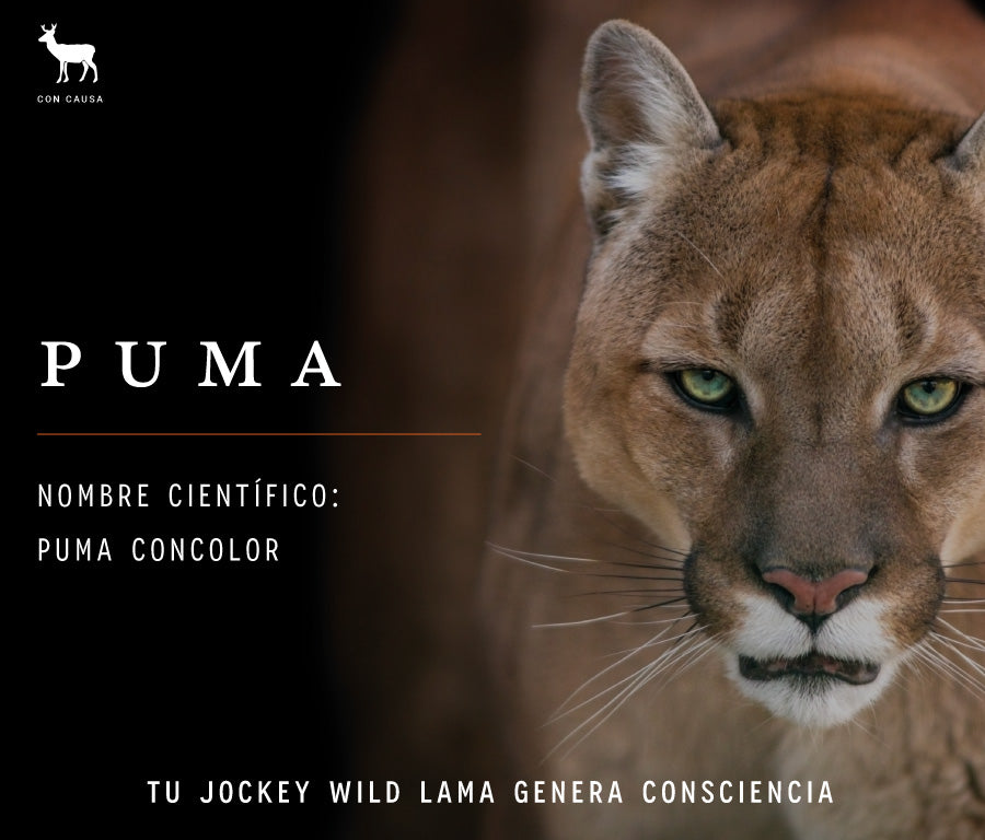 Jockey Puma Con Causa Suede Café Kids | Wild Lama