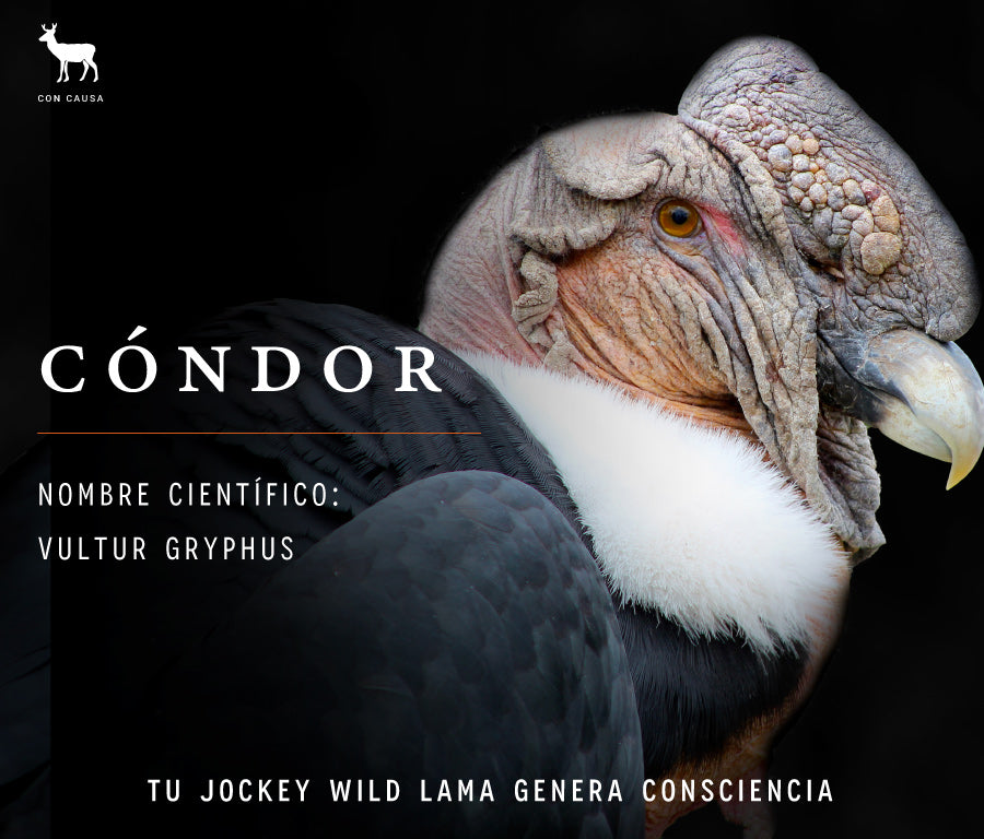 Jockey Cóndor Algodón Orgánico Negro Kids | Wild Lama