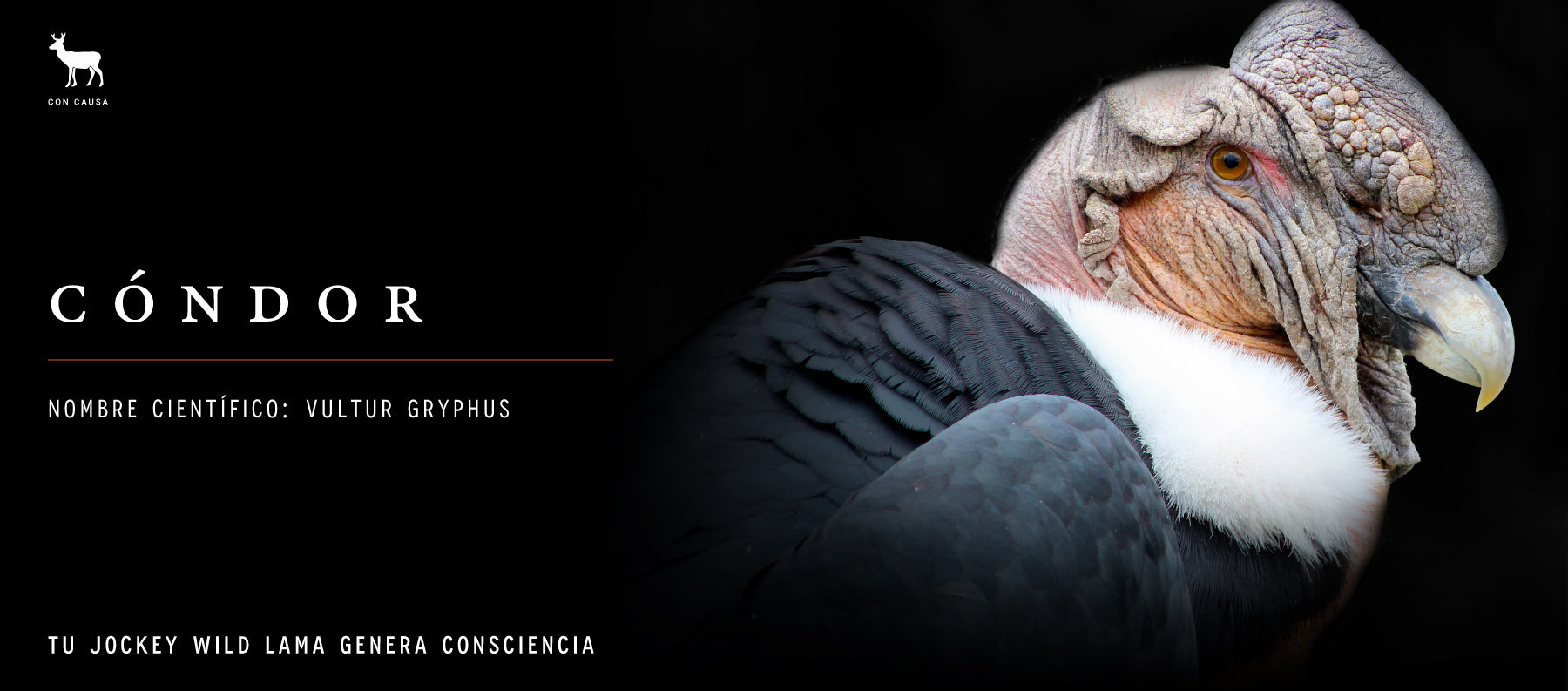 Jockey Cóndor Algodón Orgánico Negro Kids | Wild Lama