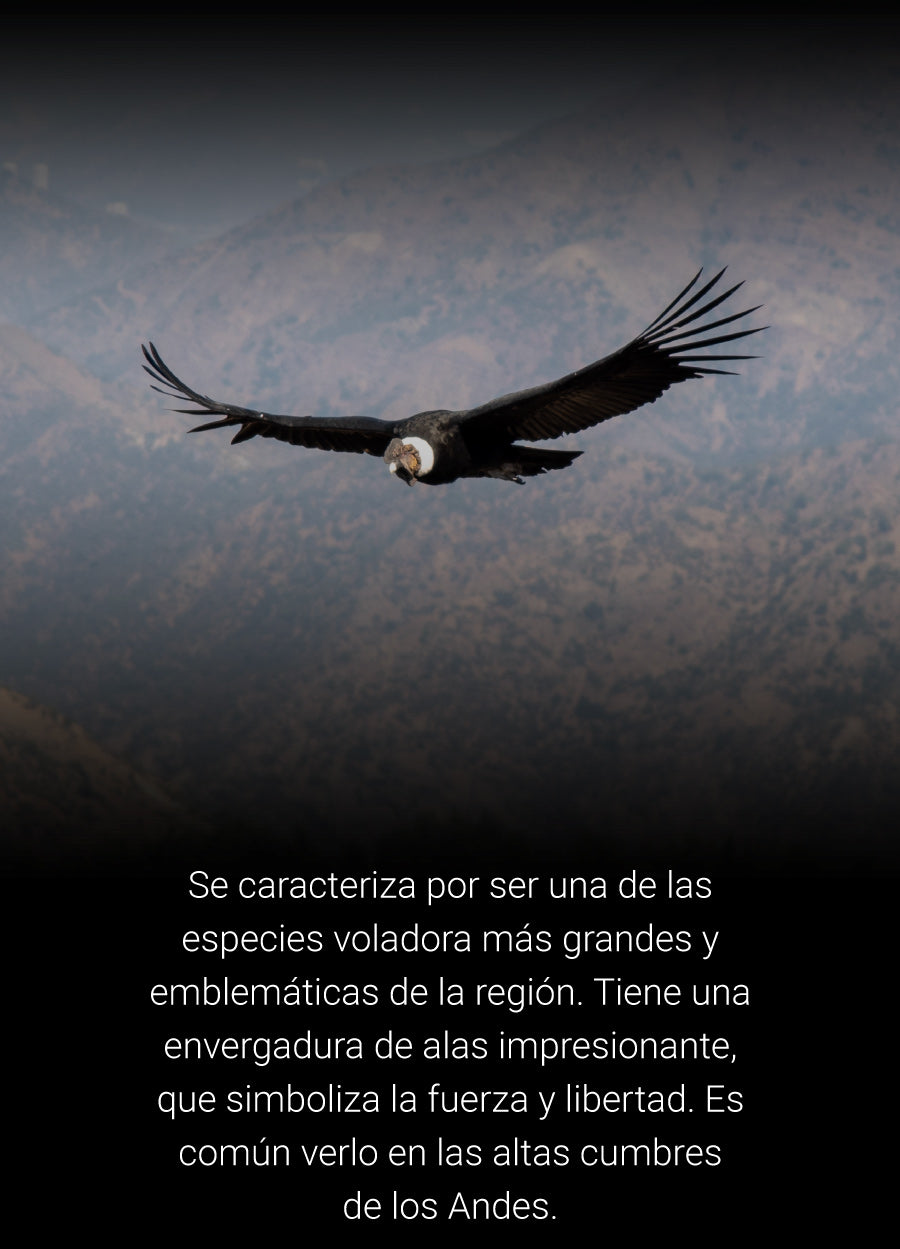 Landing Chip Cóndor – Wild Lama