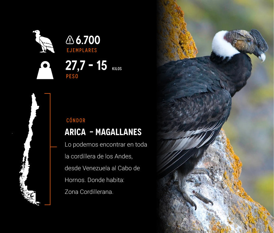 Landing Chip Cóndor – Wild Lama