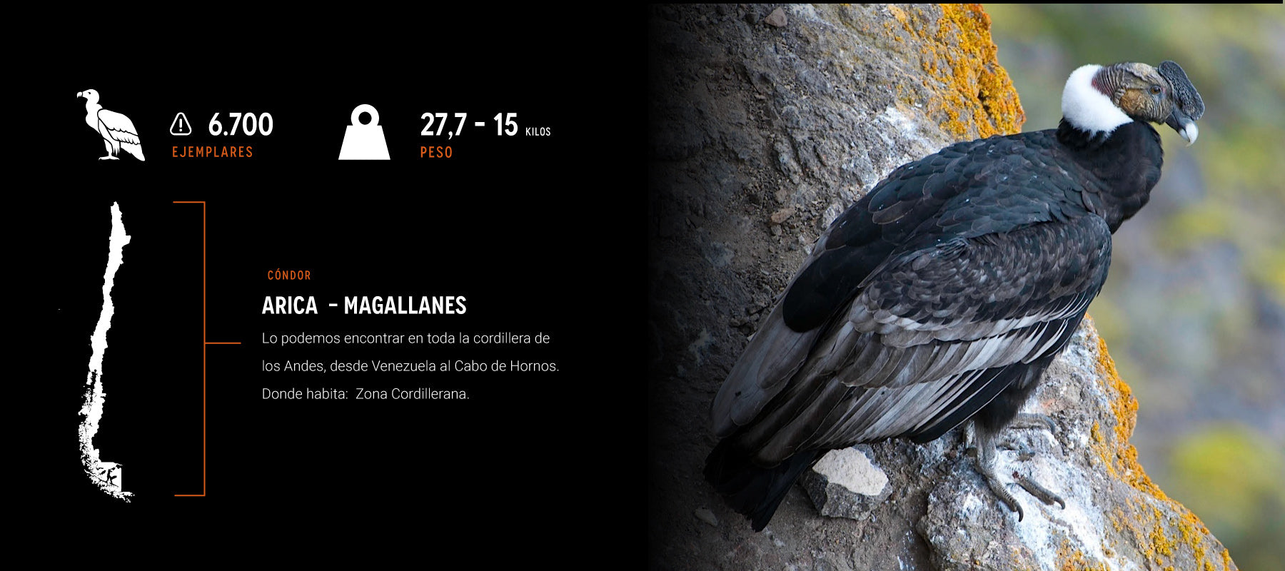 Landing Chip Cóndor – Wild Lama