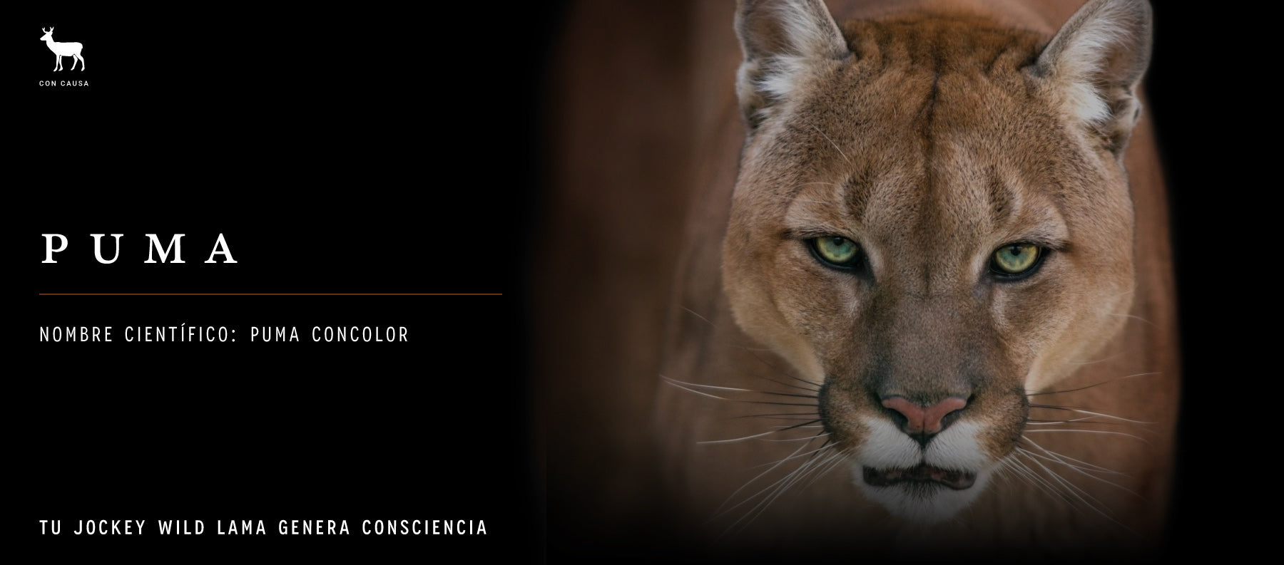 Jockey Puma Con Causa Suede Café Kids | Wild Lama